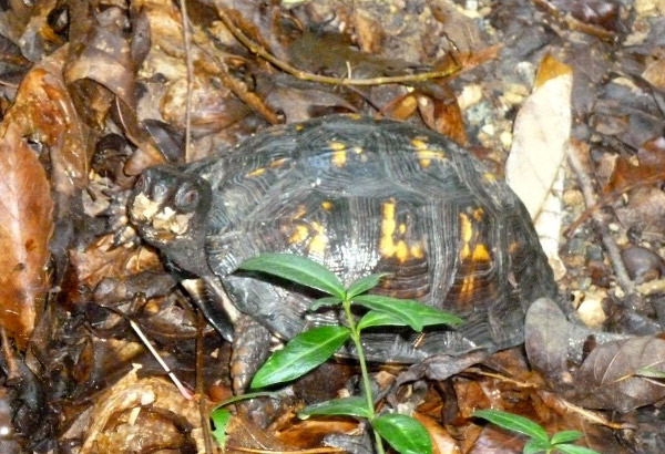 Backyard Nature: Winter Is Coming | Forest Hills Connection | News and ...