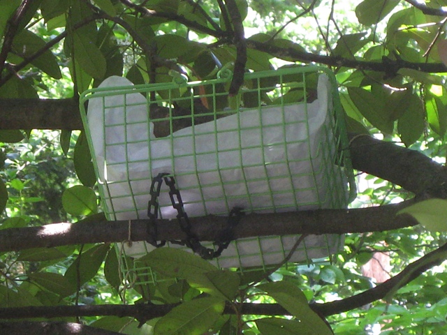 What To Do With A Baby Bird Forest Hills Connection News And Life In Our DC Neighborhood what-to-do-with-a-baby-bird-forest-hills-connection-news-and-life-in-our-dc-neighborhood