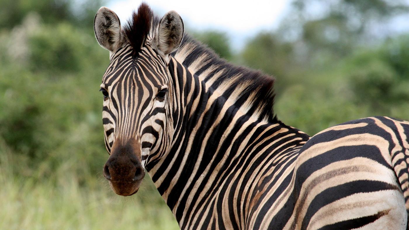 Animal’s Daily Zebra News | Animal Magnetism