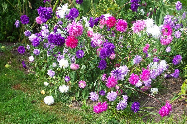 Asters Plant Care Guide ~ Varieties | Auntie Dogma's Garden Spot