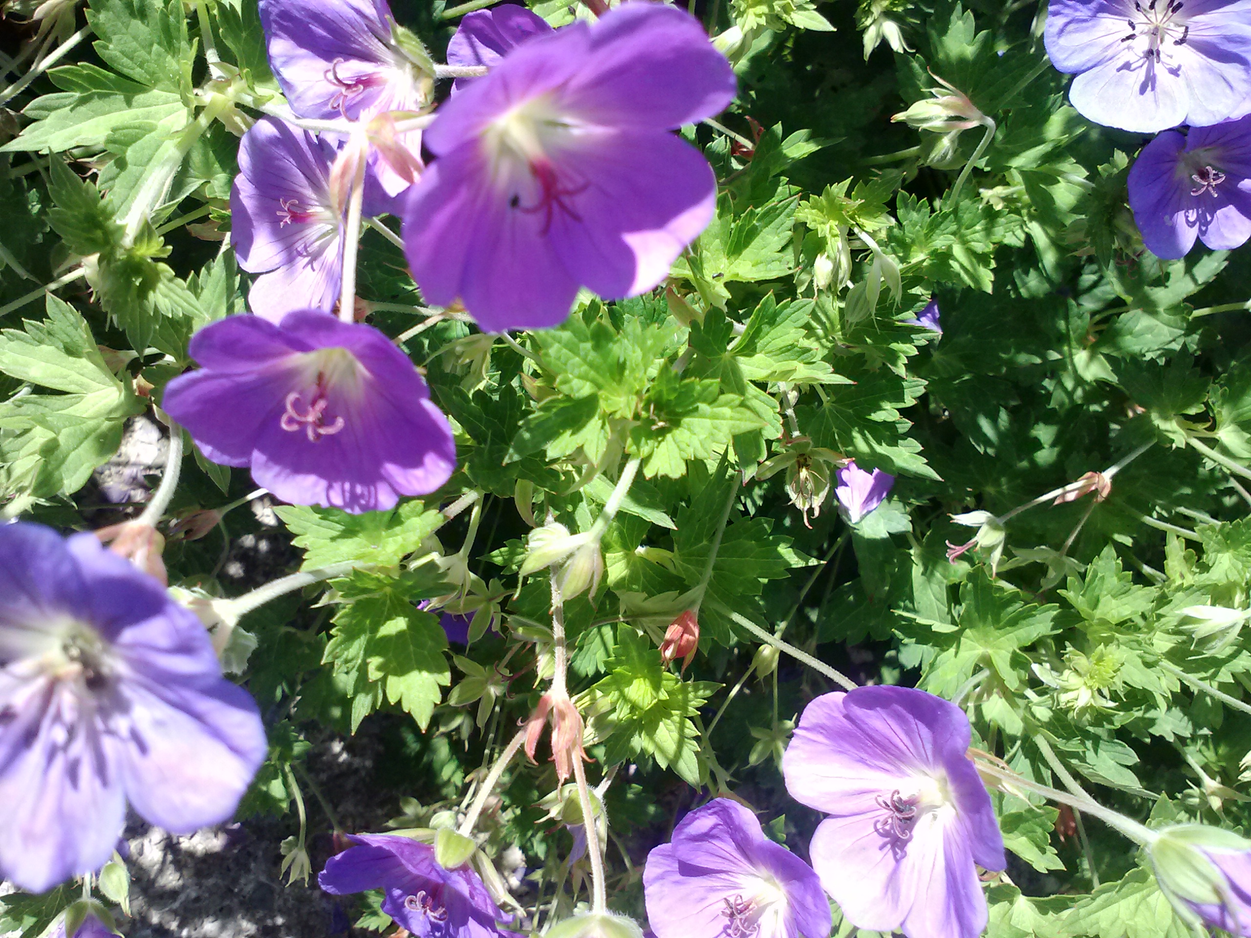 Pollinator Pocket Progress | GARDENOPOLIS Cleveland