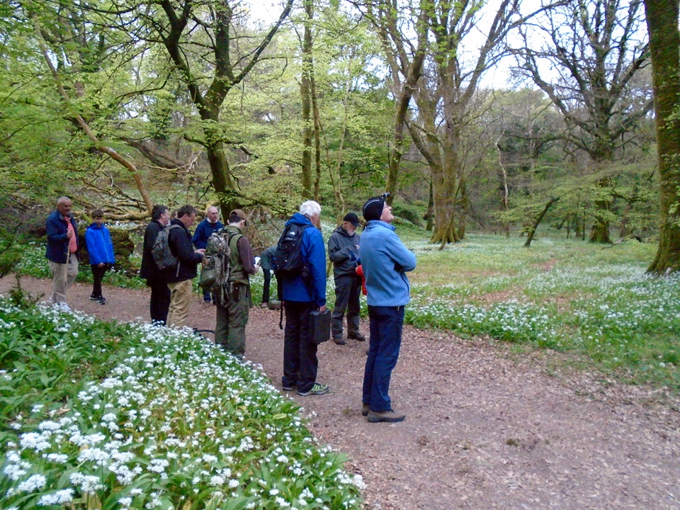 DAWN CHORUS IN KILLARNEY'S WILD GARLIC WOODLAND - Gallan Eile