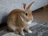 Rex Rabbit Breed Care Guide Lifespan Traits Hepper