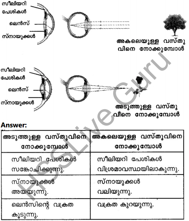Kerala Syllabus 10th Standard Biology Solutions Chapter 2 Windows Of kerala-syllabus-10th-standard-biology-solutions-chapter-2-windows-of