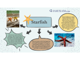 Starfish Ias Exam