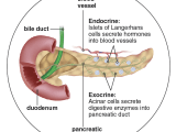 Pancreas Gland Diagram