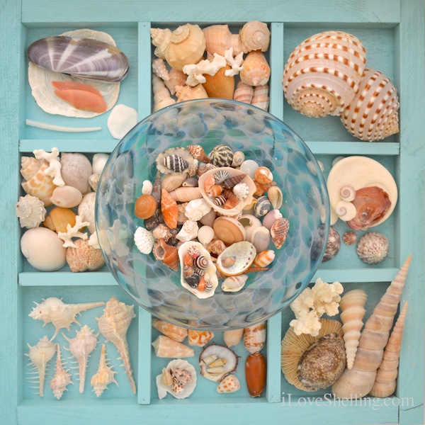 Seashell Display Table Ideas I Love Shelling seashell-display-table-ideas-i-love-shelling