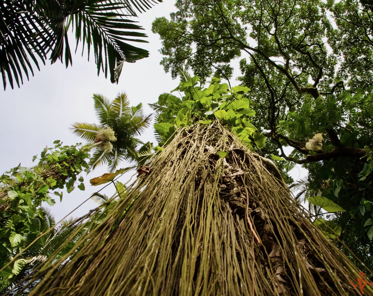 Stringy Tree - Image By Andy
