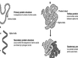 Ppt Protein Structure Prediction Powerpoint Presentation