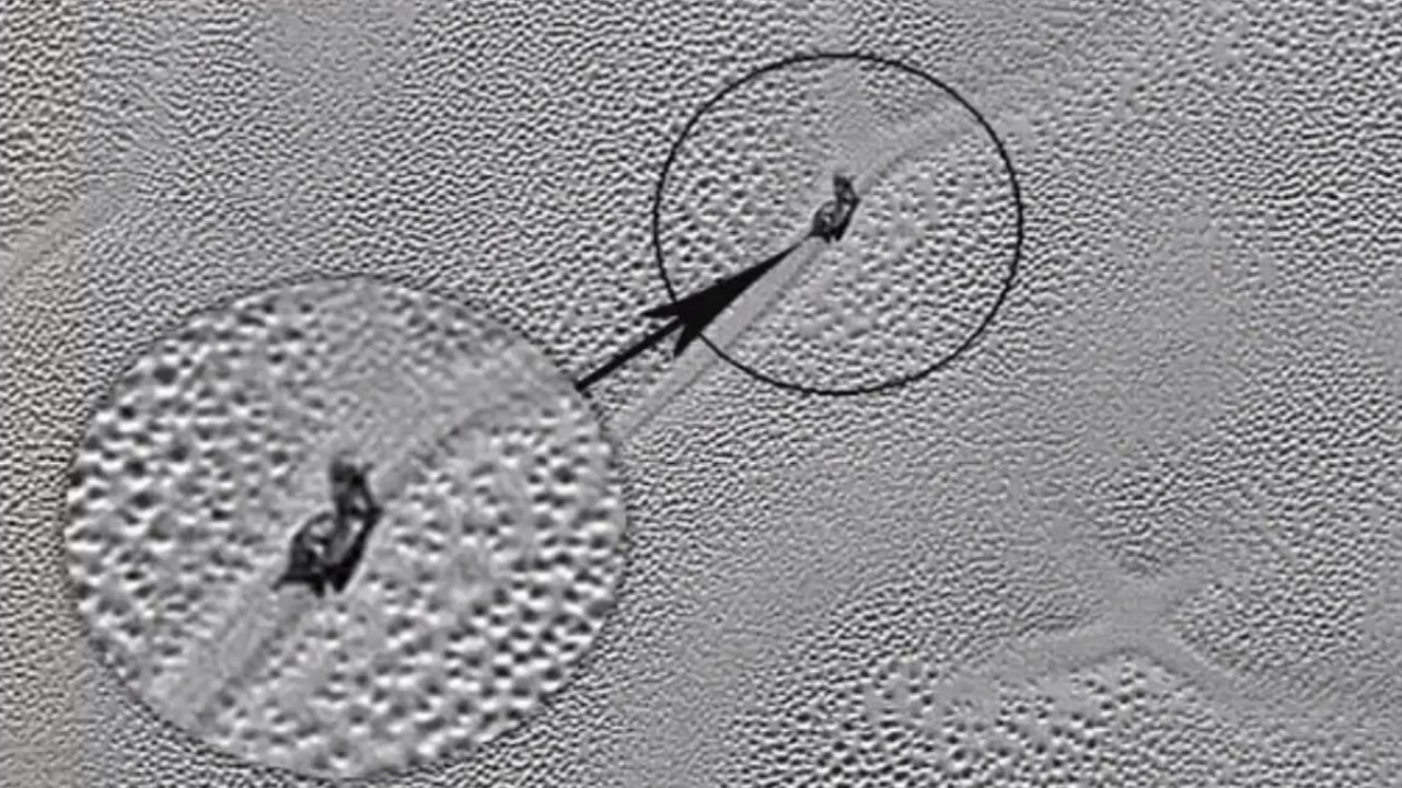 A Creature Was Captured Sliding On The Surface Of Pluto