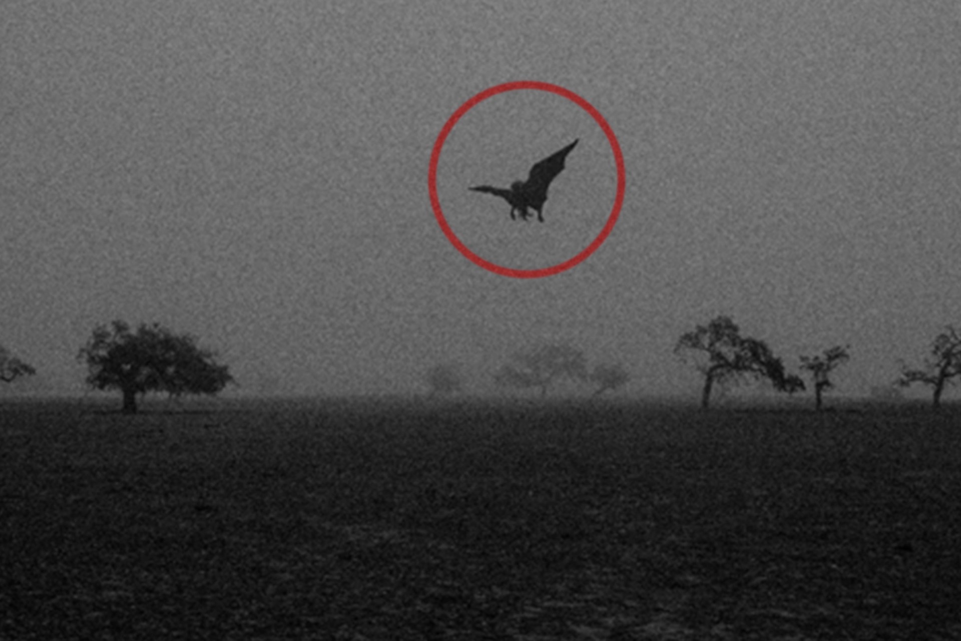 Manananggal Like Scary Winged Creature Is Causing Panic And Trauma In ...