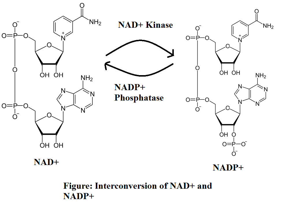 Complete overview of niacin and derived cofactors