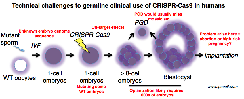 Top 7 tech hurdles to human germline CRISPR - The Niche