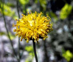 Navajo Tea (Thelesperma) – plantsforsurvival