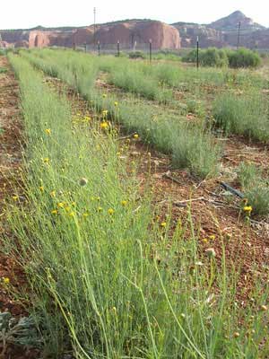 Navajo Tea (Thelesperma) – plantsforsurvival