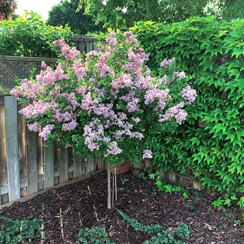 Dwarf Korean Lilac Tree Buy Syringa Meyeri Palibin Lollipop Korean