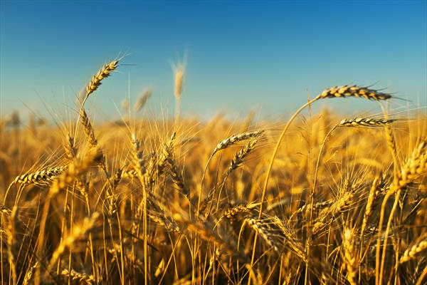 Of Beer & Loincloths | In Nomine Jassa