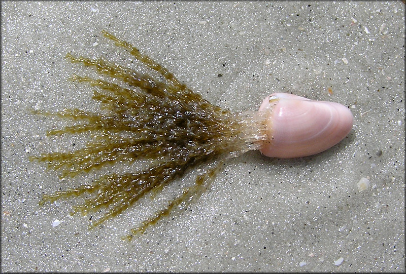 Donacidae – Coquina Clams – Hewan