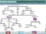 Gram Positive Bacteria Identification Classification And Differences
