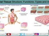 Epithelial Tissue Definition Types Functions