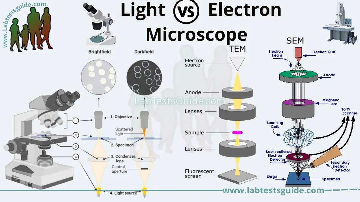 Similarities Between Light Microscope And Electron Microscopes ...