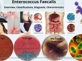Enterococcus Spp