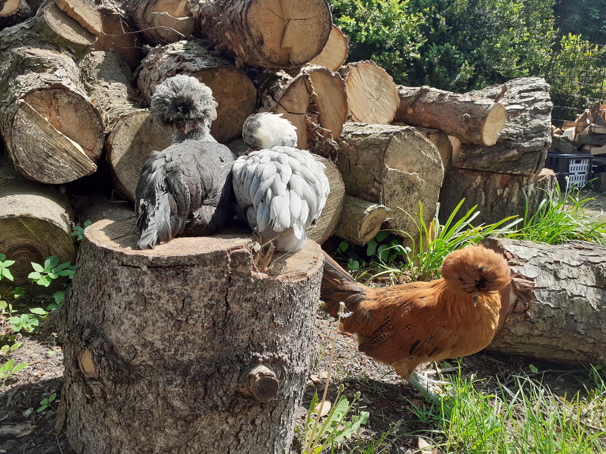 Haubenhühner - gekrönte Häupter - Hühner kaufen - Geflügelhof Landleben.bio