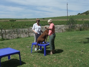 Corné Jooste - Leadchanges