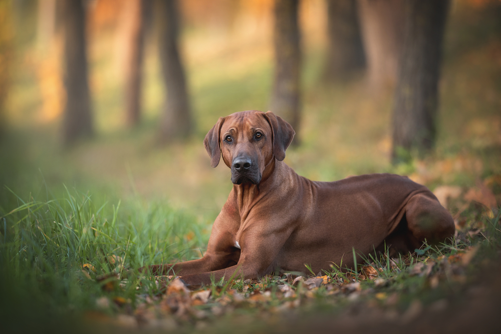 How Do Rhodesian Ridgeback Hunt