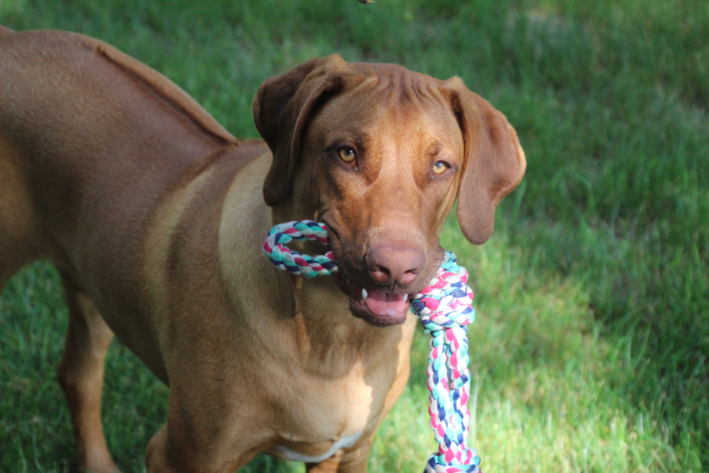 10 Things You Should Know Before Owning a Rhodesian Ridgeback