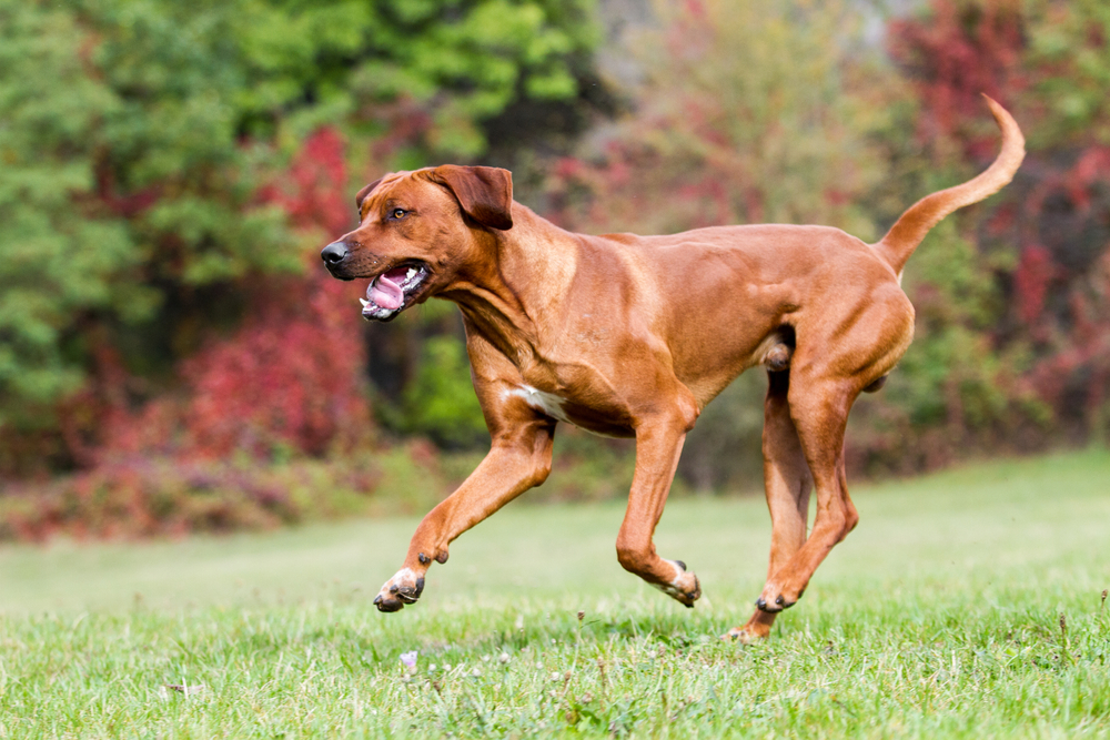 10 Things You Should Know Before Owning a Rhodesian Ridgeback