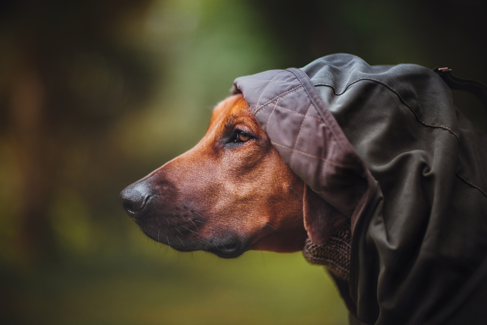 10 Things You Should Know Before Owning a Rhodesian Ridgeback