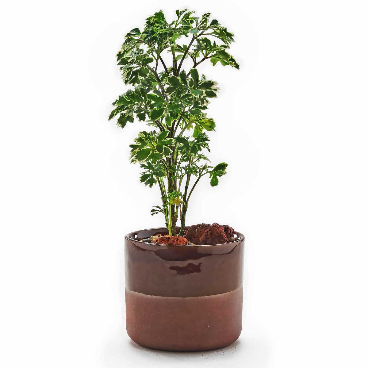 Polyscias Fruticosa Plant / Polyscias Fruticosa An Artistic Houseplant ...