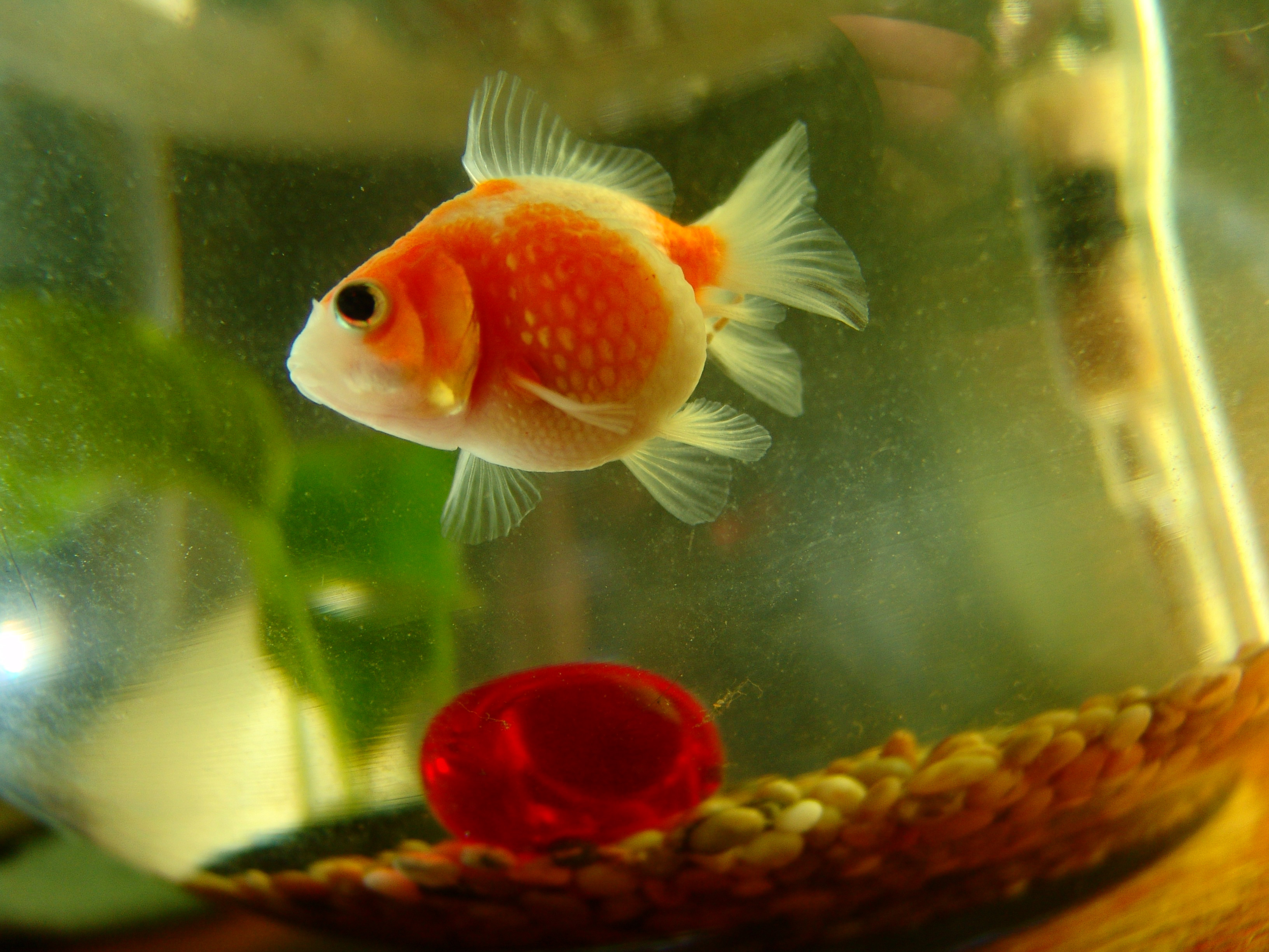 Fishbowl LuSays fishbowl-lusays