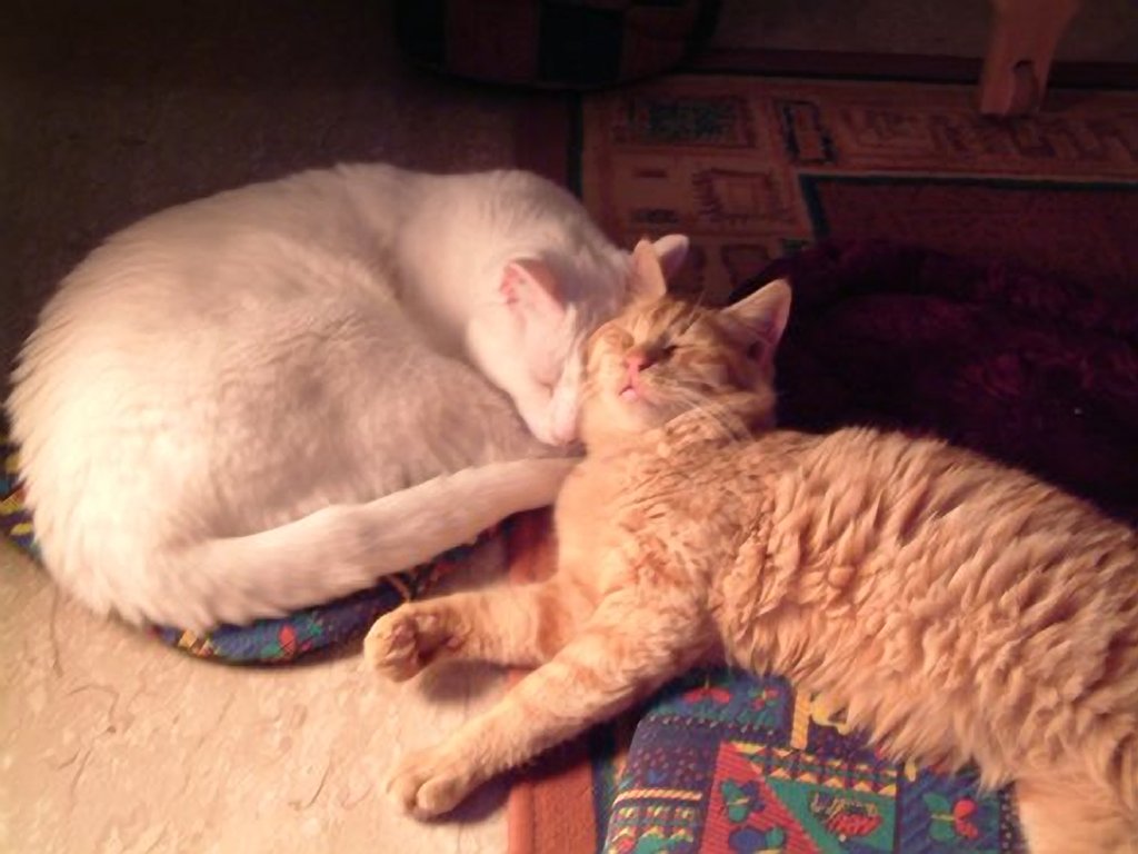 Cat Homing at the Sanctuary – Malcolm Cat Protection Society