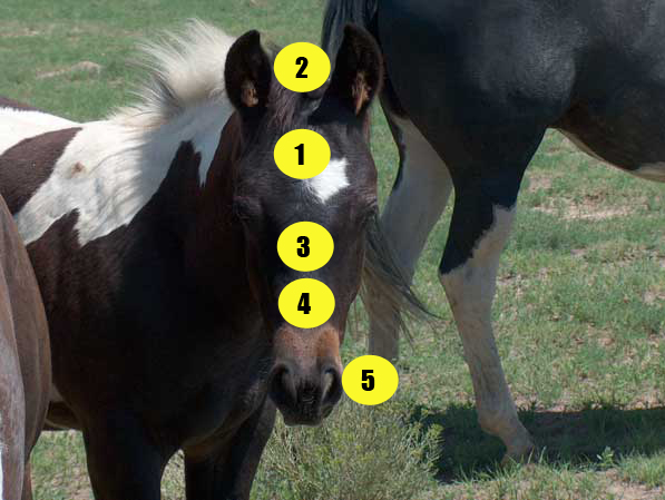 Horse Parts I: How much do you know? - Mane U.