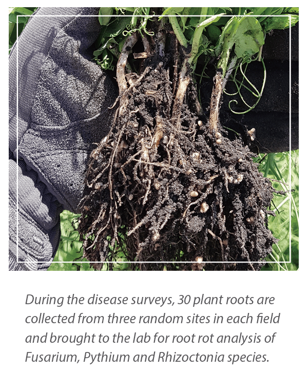 2020 Update on the Status of Root Rots in Soybeans, Dry Beans and Peas ...