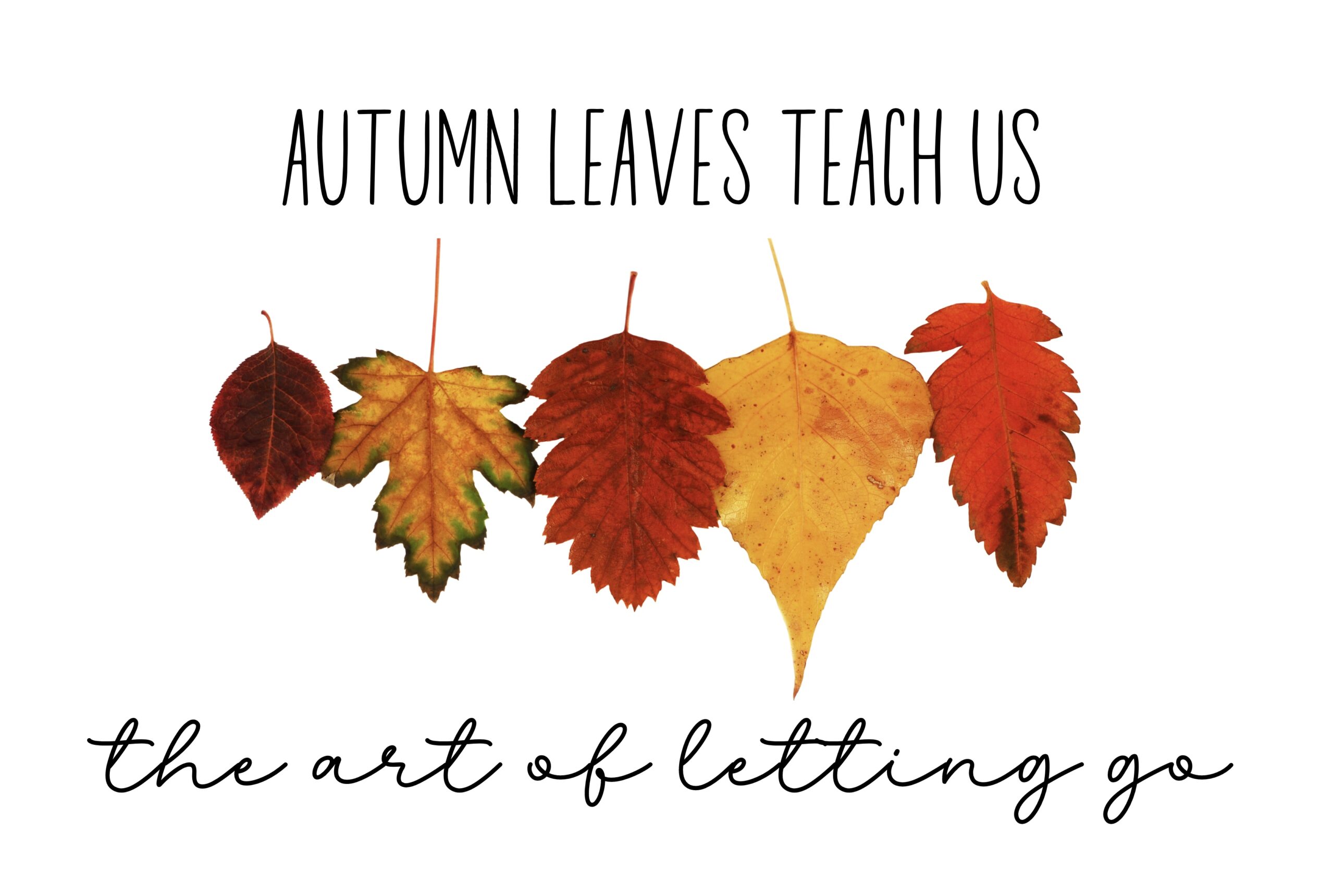 Autumn Leaves Teach Us - Marshmallow Ranch