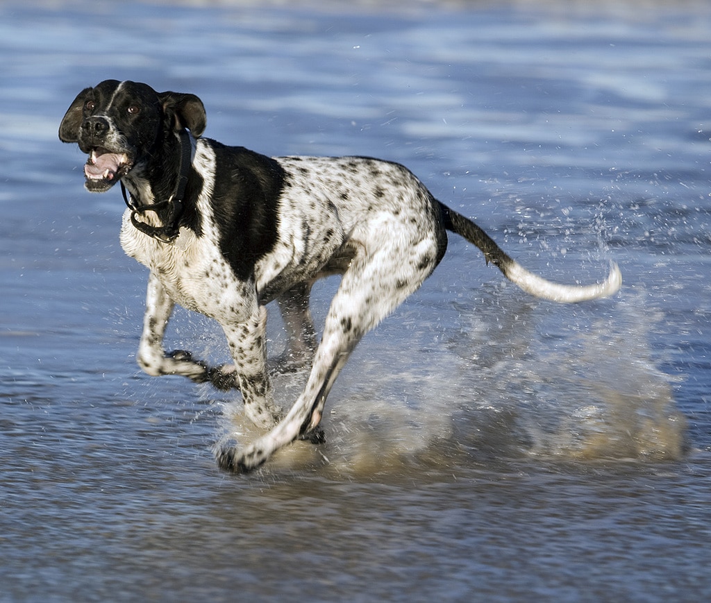 English Pointer - Characteristics and character - Dogs breeds