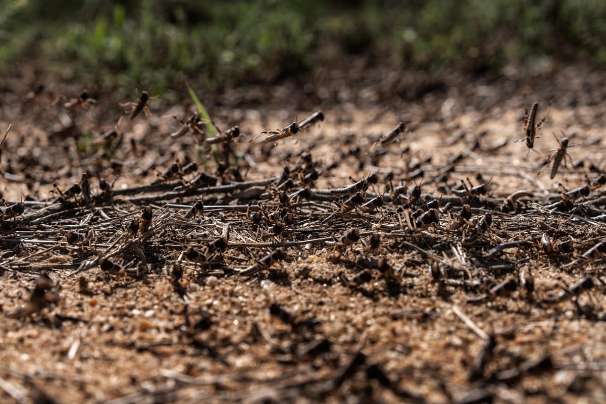 Somalia declares state of emergency over locust swarms – Middle East ...