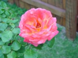 Aprilrose Mindjava