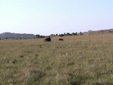 Buff2 Mindjava
