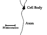 Pyramidalcell Mindjava