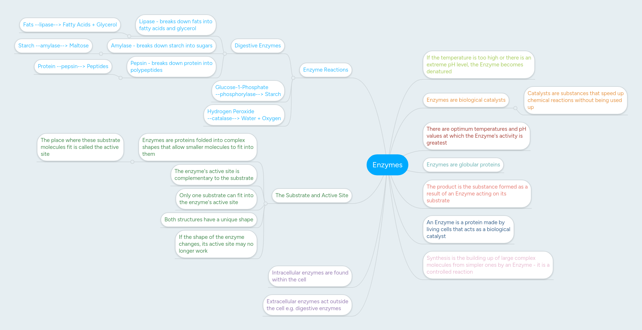 Enzymes Mindmeister Mind Map
