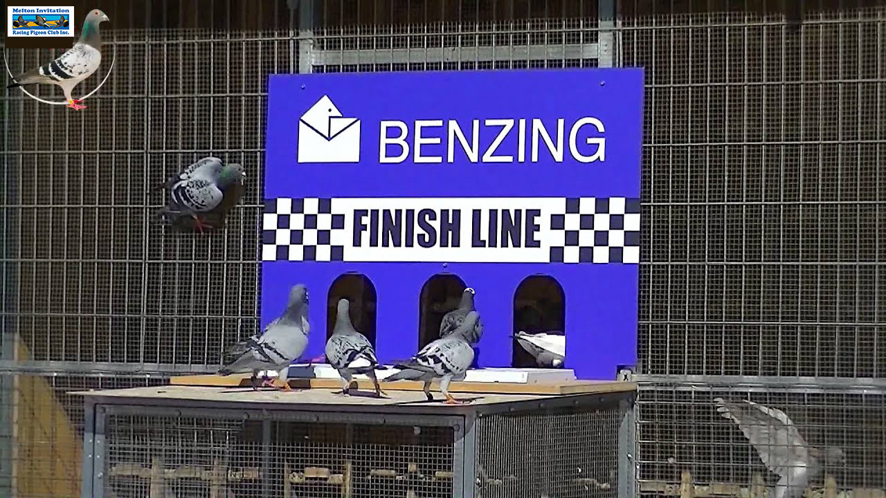 Melton Invitation Racing Pigeon Club Inc. | Racing Pigeons in The City ...