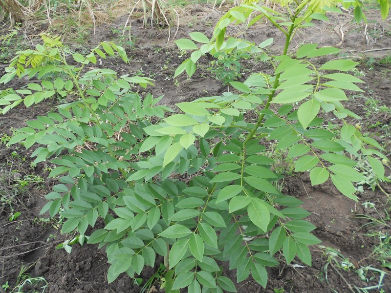 AgroForestry Photo Update - MORE Foundation Group