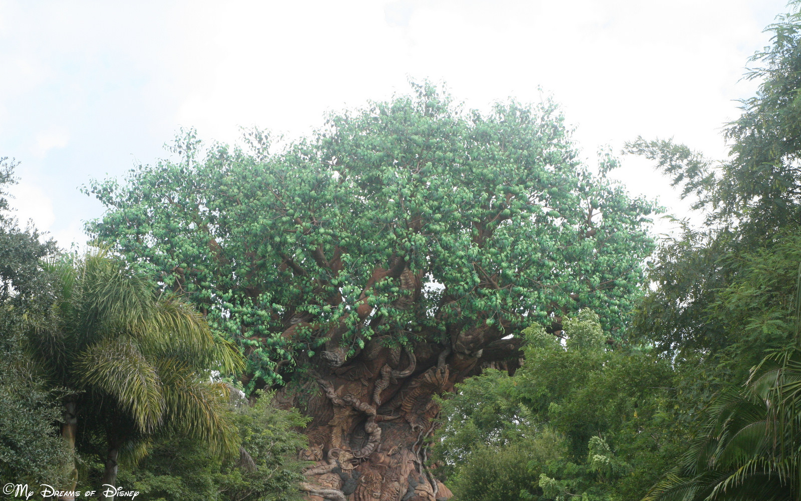 Pictures in the Park - The Tree of Life