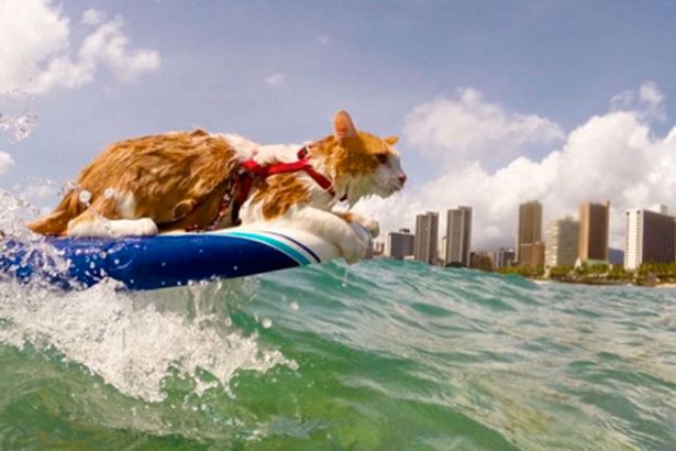 surfing cat in Hawaii - My Kitty CareMy Kitty Care