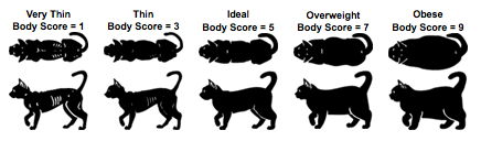 Obese Cat Chart