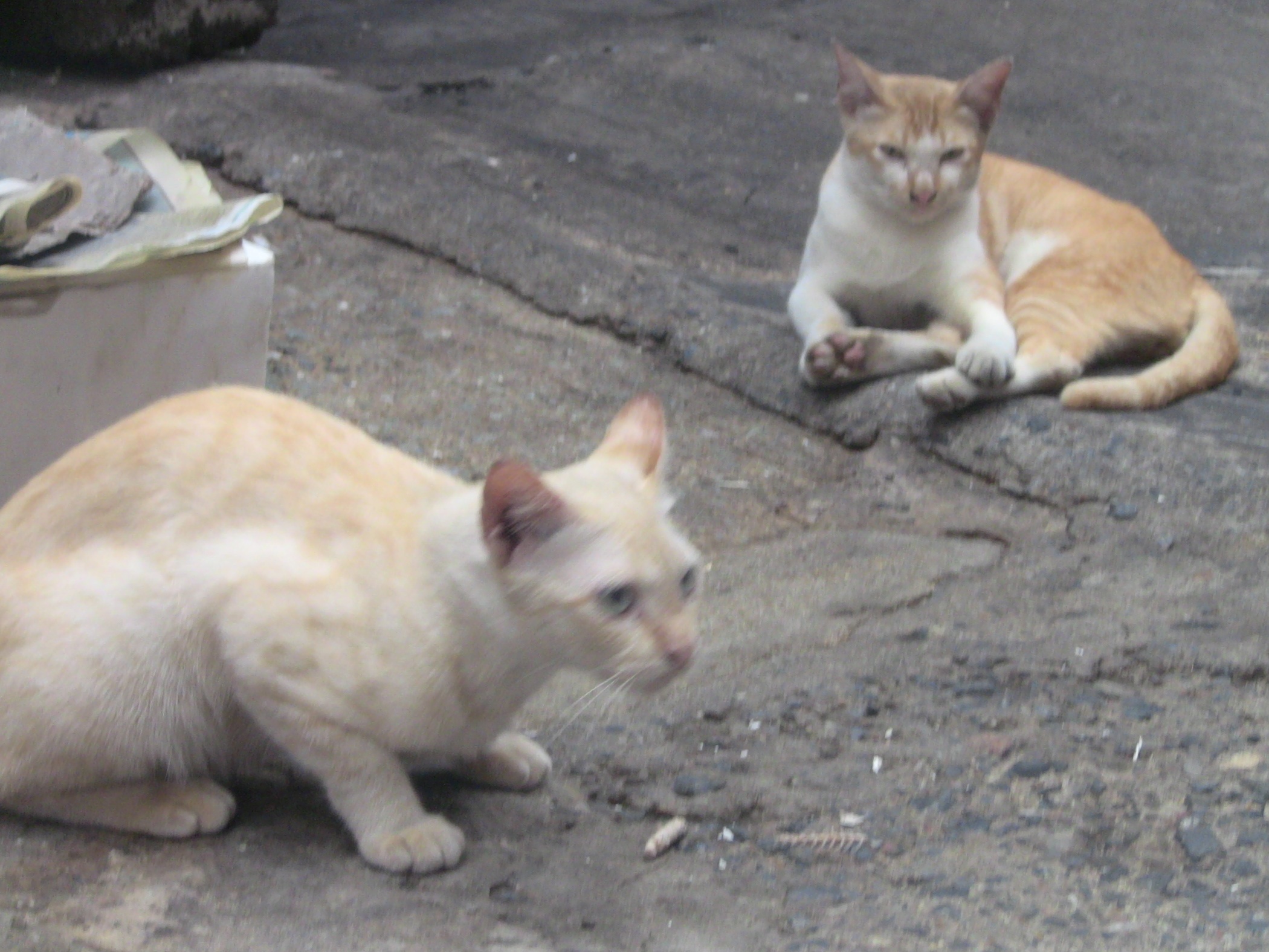 Cats in bangkok Archives - My Kitty CareMy Kitty Care